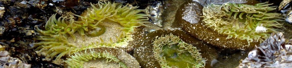 The first rapper – Yet Another Unitarian Universalist