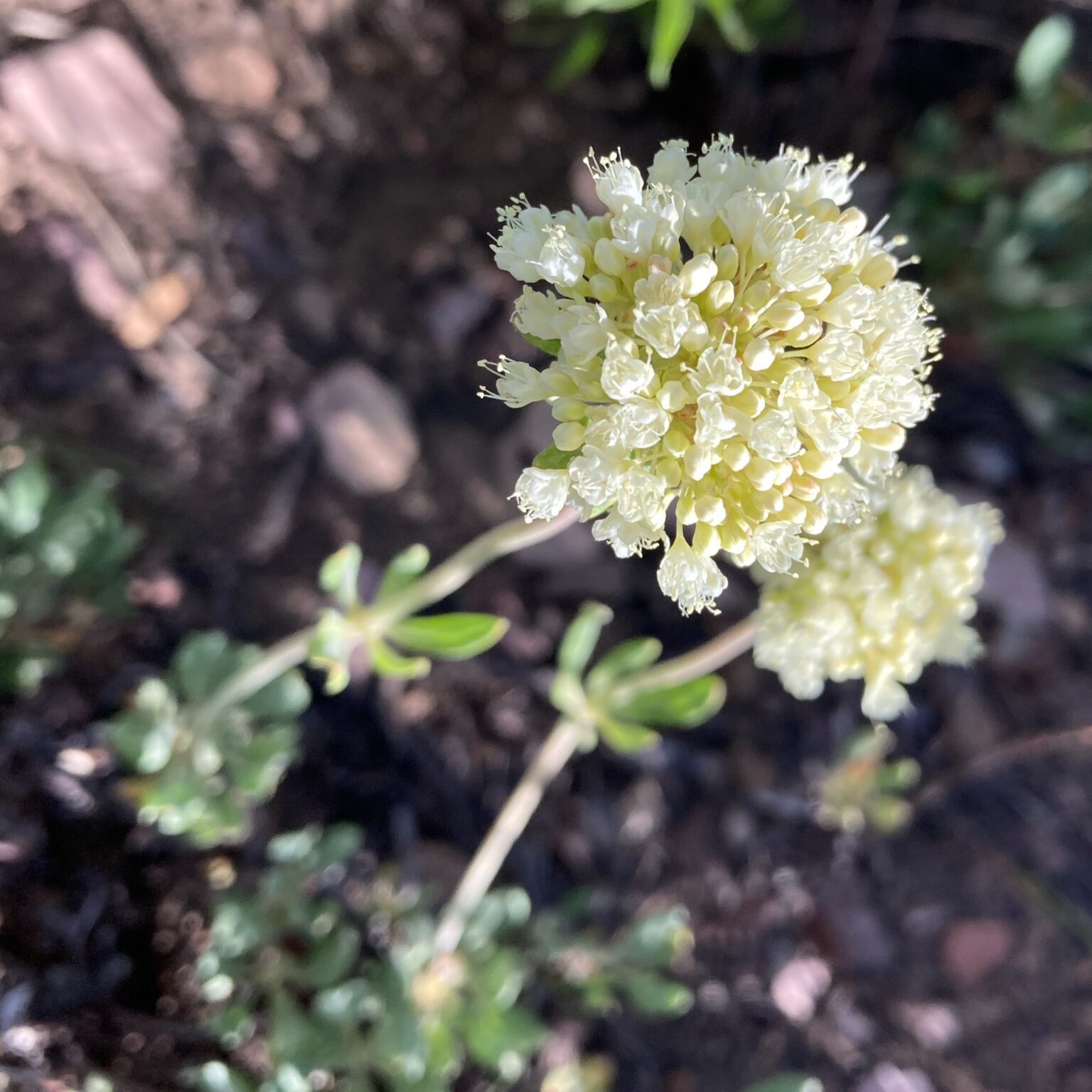 Yet Another Unitarian Universalist – A postmodern heretic's spiritual ...