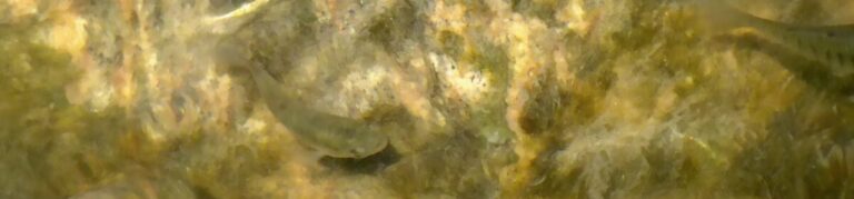 Doumu – Yet Another Unitarian Universalist