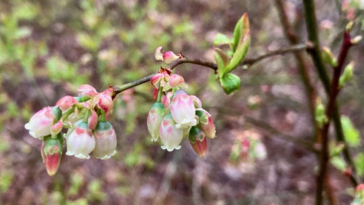 Blueberries in bloom – Yet Another Unitarian Universalist