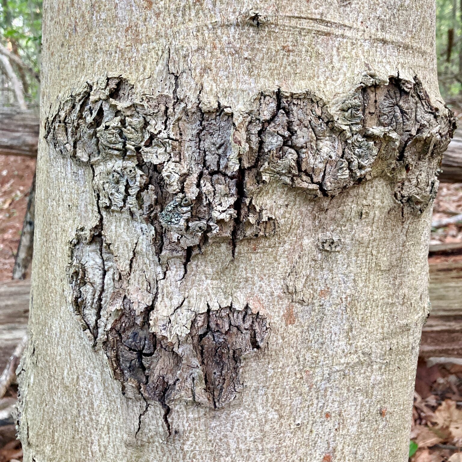 May 14, 2025 – Yet Another Unitarian Universalist